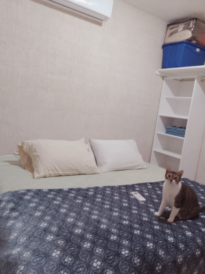 El Hogar Del Gato - Puerto Morelos