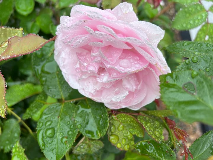 Enchanting Escape With Secret Garden - Carnforth