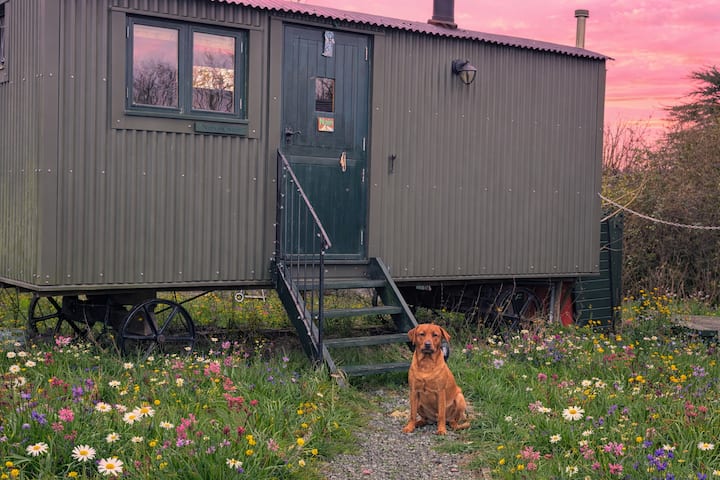 Cosy Shepherd’s Hut Anglesey | Dogs|hot Tub Option - North Wales