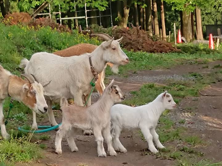富士山が一望できるBbqサイト利用可（無料）。動物触れ合いが楽しめる。【洋室2人部屋】 - Fuji