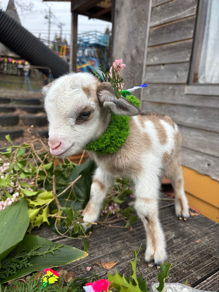 富士山が一望できるBbqサイト利用可（無料）。動物触れ合いが楽しめる。【和室3人部屋】 - Fuji