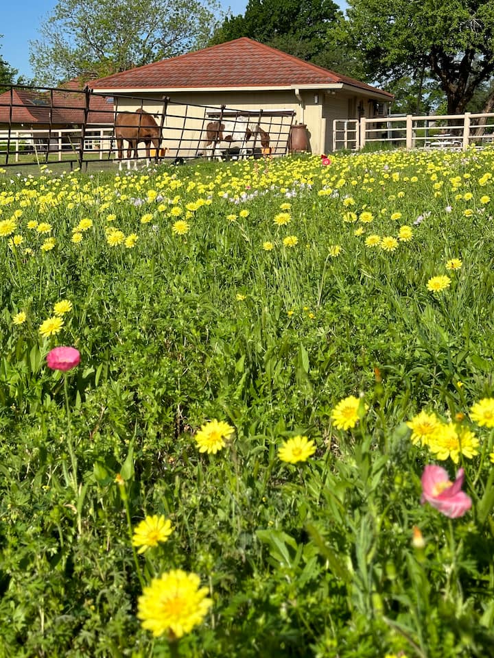 Guesthouse On Private Horse Property #23-004876 - Garland, TX