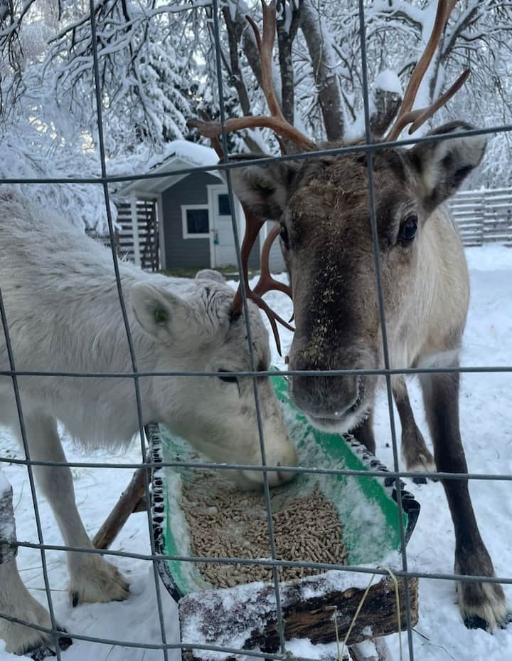 Cosy Red House With Sauna And Fireplace - Rovaniemi