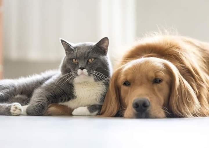 Mascota Feliz. Suite Panorámica. Traer Mascota. - Quito