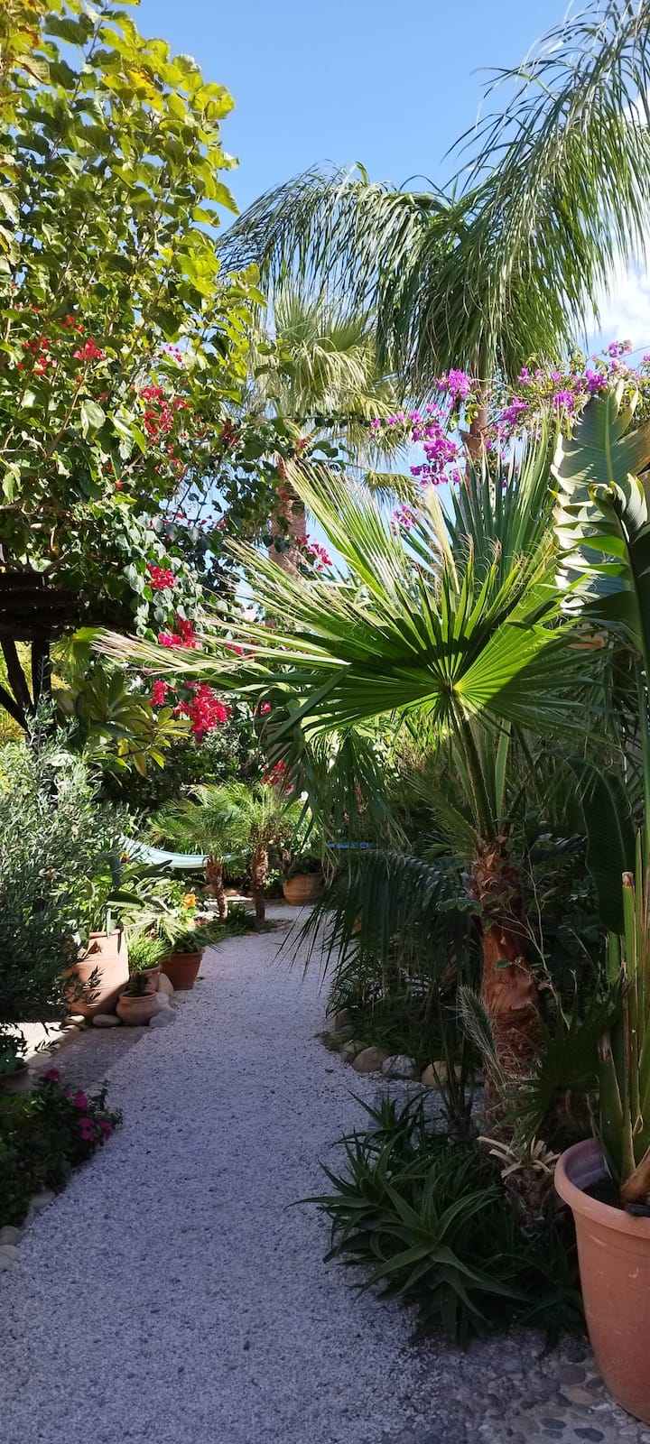 Sand Lily - Palaiochora