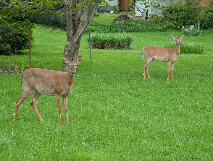 Southern Bloom Cottage | Private Studio - Bloomington, IN