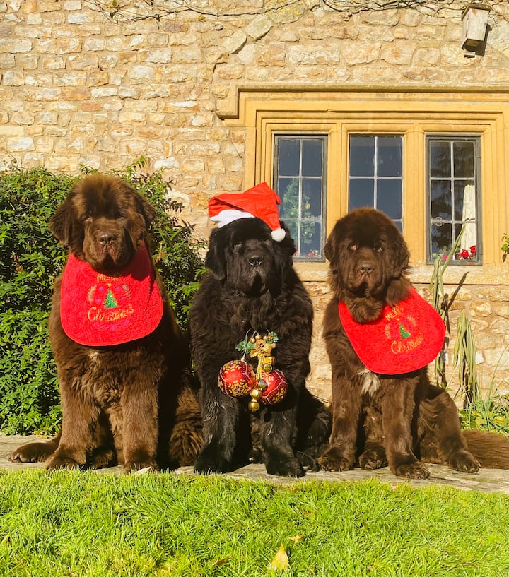 Somerset Luxury Manor House Festive From £10k - Taunton