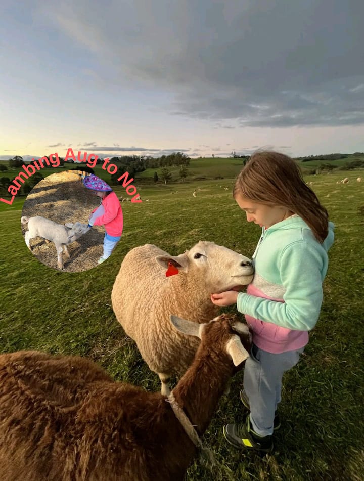 Highly Rated Farmstay With Genuine Animal Feeding - Warragul