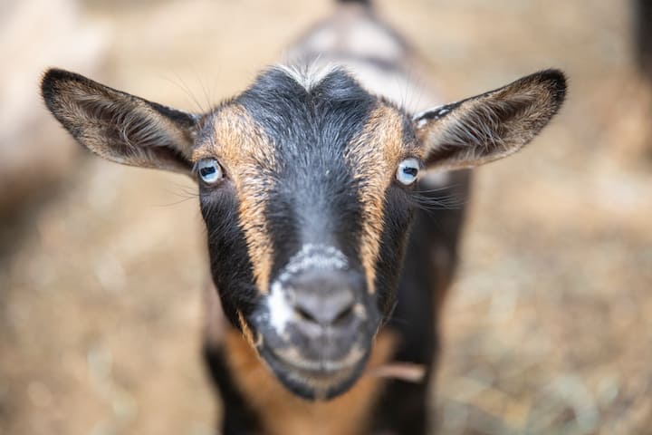 Denver & Red Rocks’ Most Unique Urban Farm Cottage - Wheat Ridge, CO