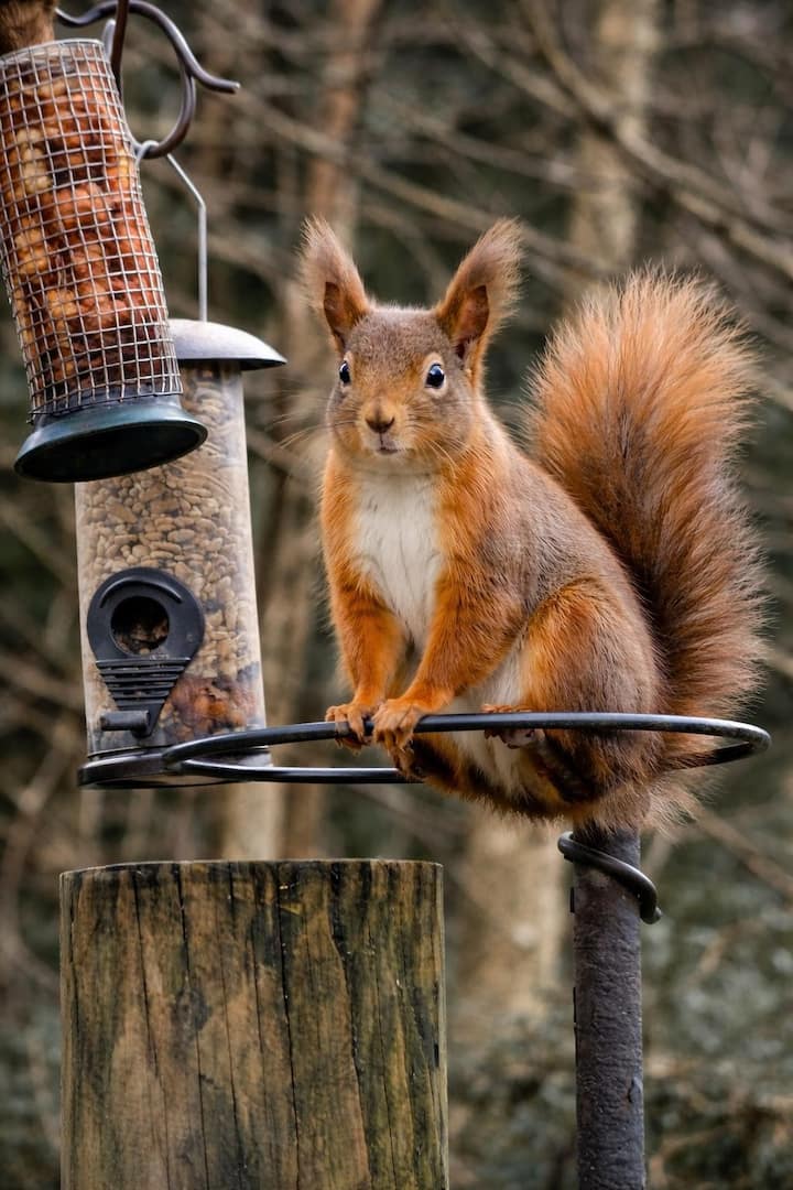 Squirrels Wood Lodge, Nr Glencoe, Dog Friendly - Ballachulish