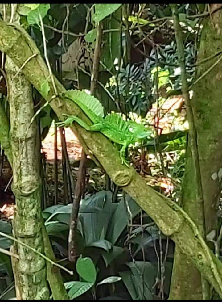 Green Paradise Home - La Fortuna