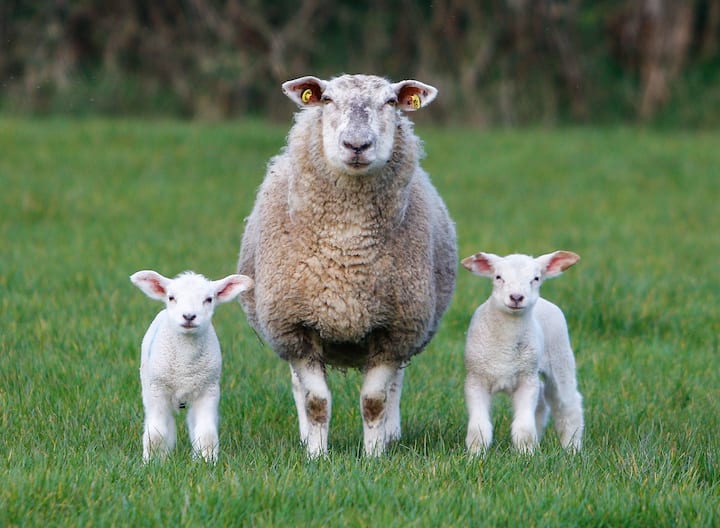 Wicklow Farm Stay - Irland