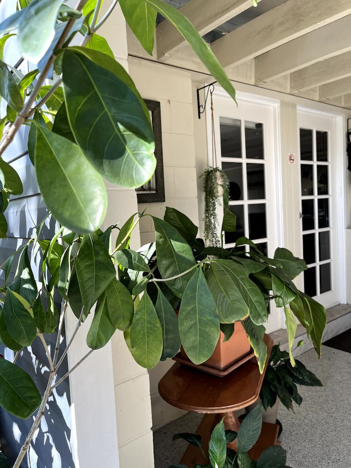 Cooroy In The Noosa Hinterland - Home 'N' Abroad - Cooroy