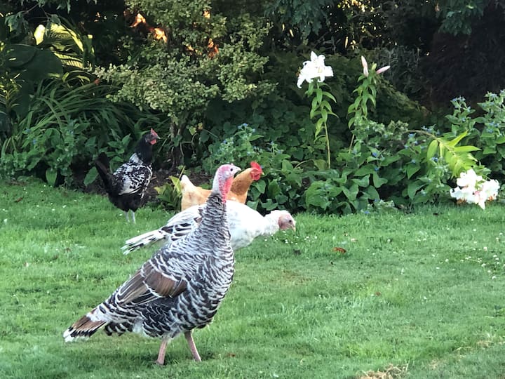 Southland Farmstay - Wyndham