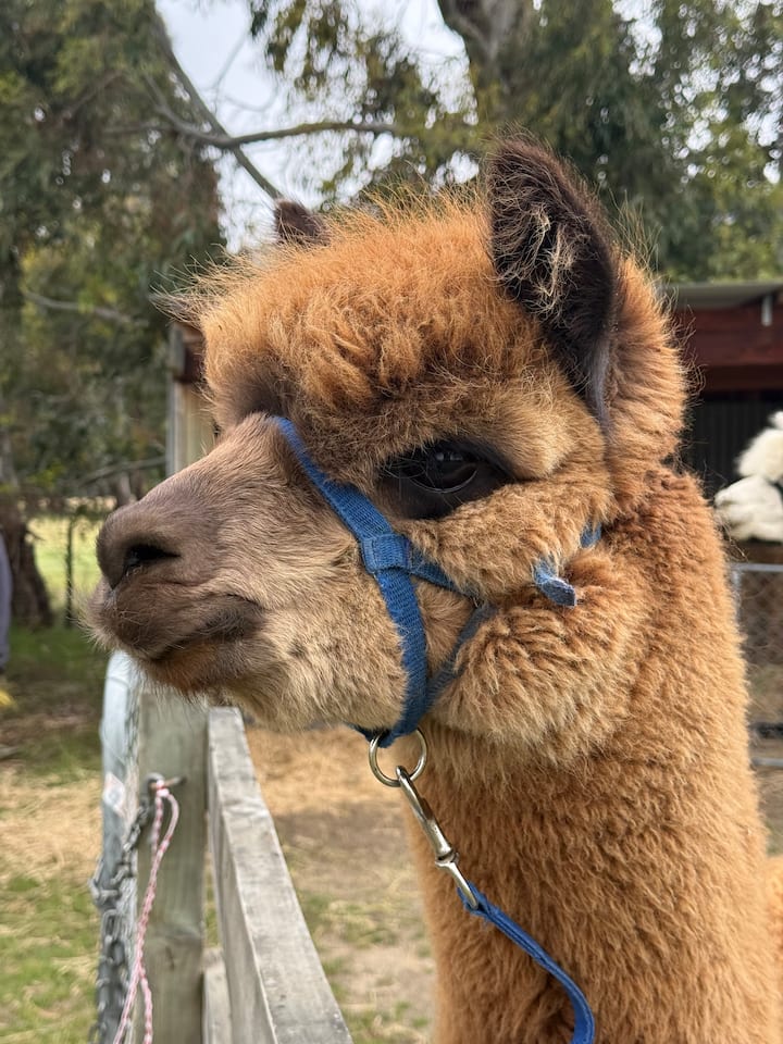 Fiordland Observatory- Lake/mountain/farmland View - Te Anau