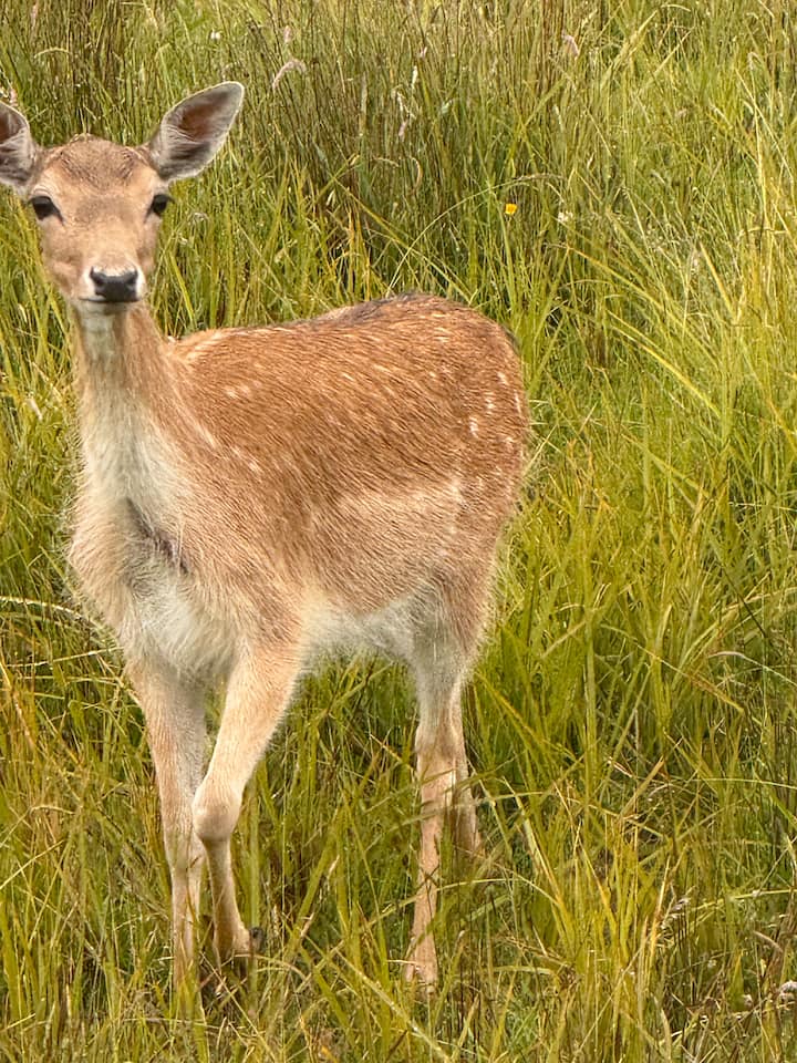 Fiordland Observatory- Lake/mountain/farmland View - Te Anau