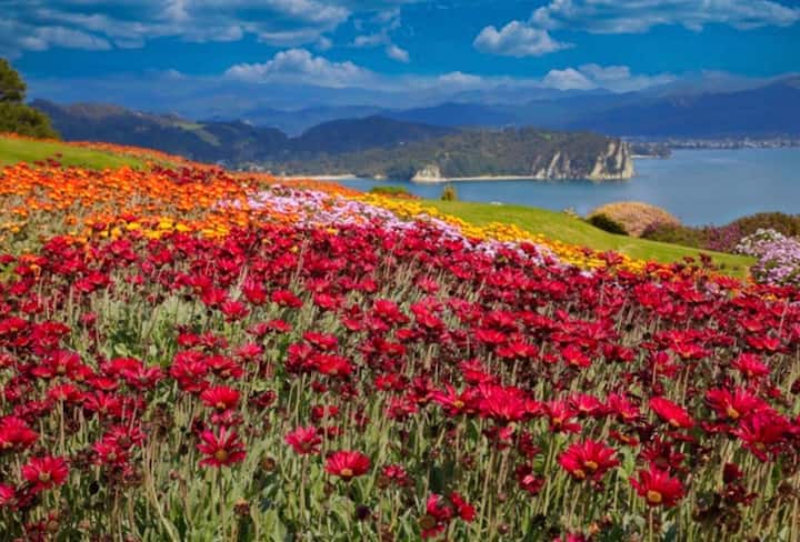 Luxury: Prime Location Hahei- Stunning Views - Hahei