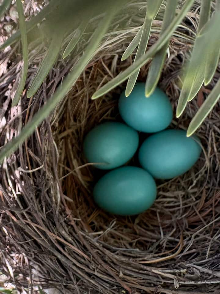 The Robins Nest - Concord, MA
