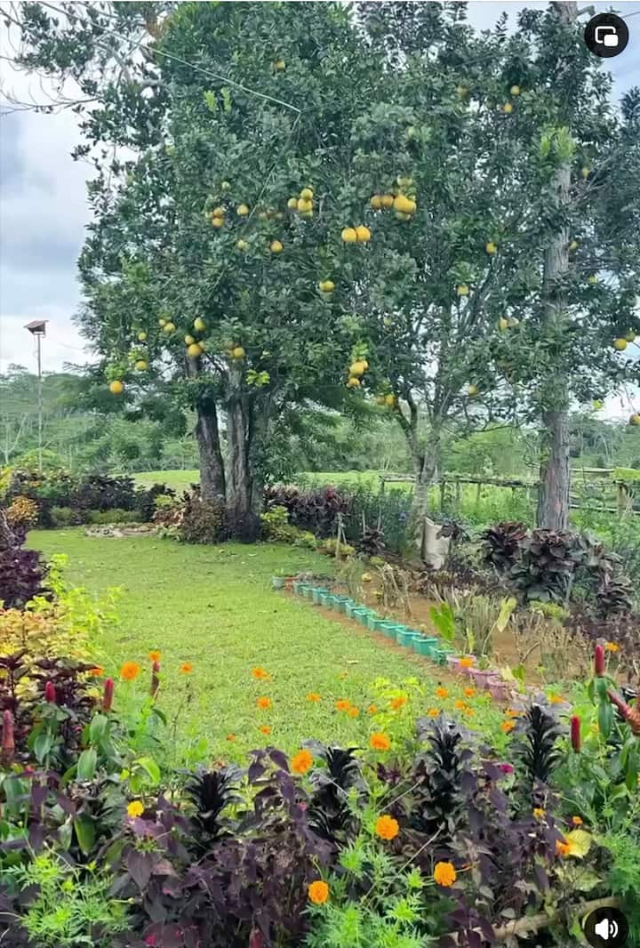 A Farm Life Like No Other! - Malitbog