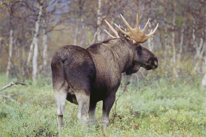 Hälletorp Gästhus - Härnösand