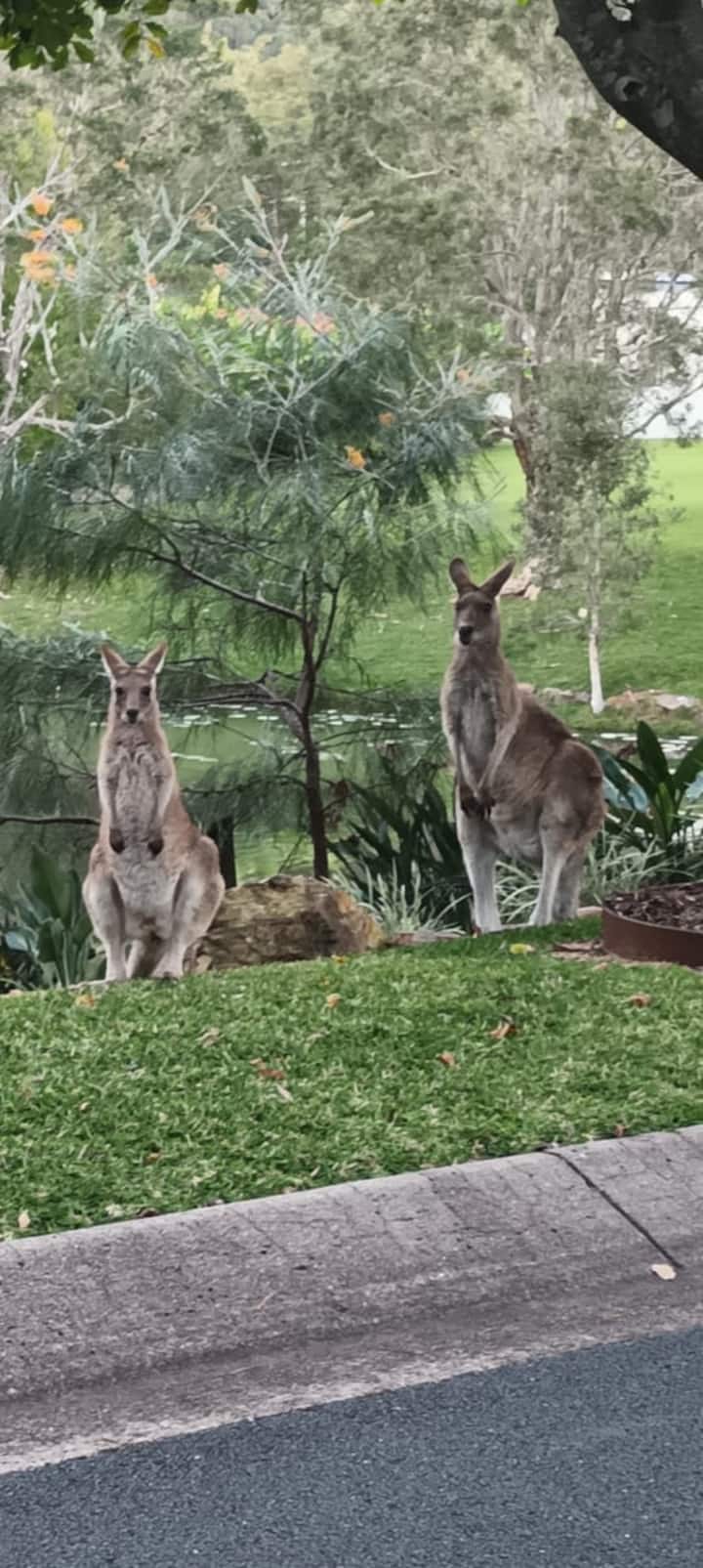 Ultimate Lux 530m2 Villa. Perfect Family Getaway - Coolum Beach