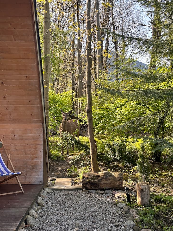 Leśniczówka Zakopane - Zakopane