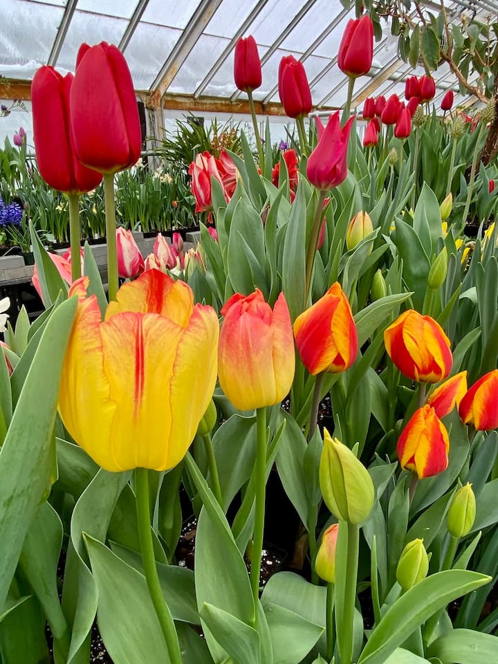 Nature's Corner
Northampton-area
Hot Tub
Pet Ok - DAR State Forest, Goshen