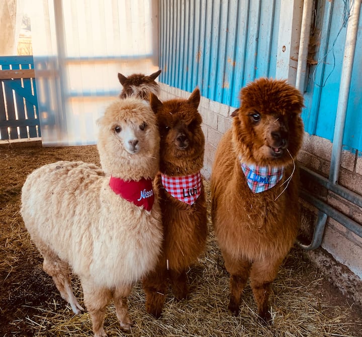 Schwarzwaldidyll Am Bellenstein - Black Forest