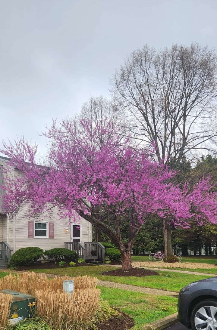 Hpl - Rehoboth Cool And Casual, Great Location - Rehoboth Beach, DE