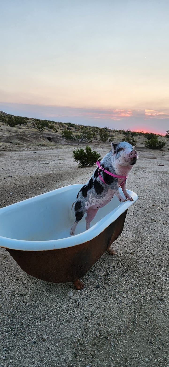 Locally Hosted Mins To Jtnp 30acre Hottub Trails - Twentynine Palms, CA