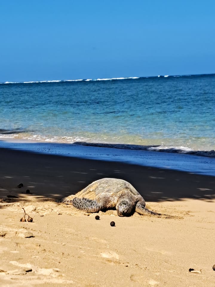 "Epic Ocean Views!" 3 Bed 2 Bath Beachfront Condo! - Kahana Bay Beach Park
