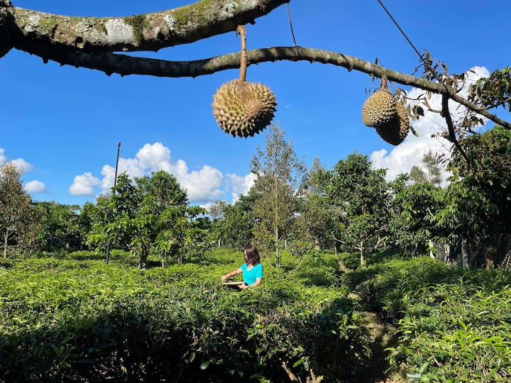 Nhà Nông Trại Trà, Cà Phê,trái Cây Nhiệt đớI - Bảo Lộc