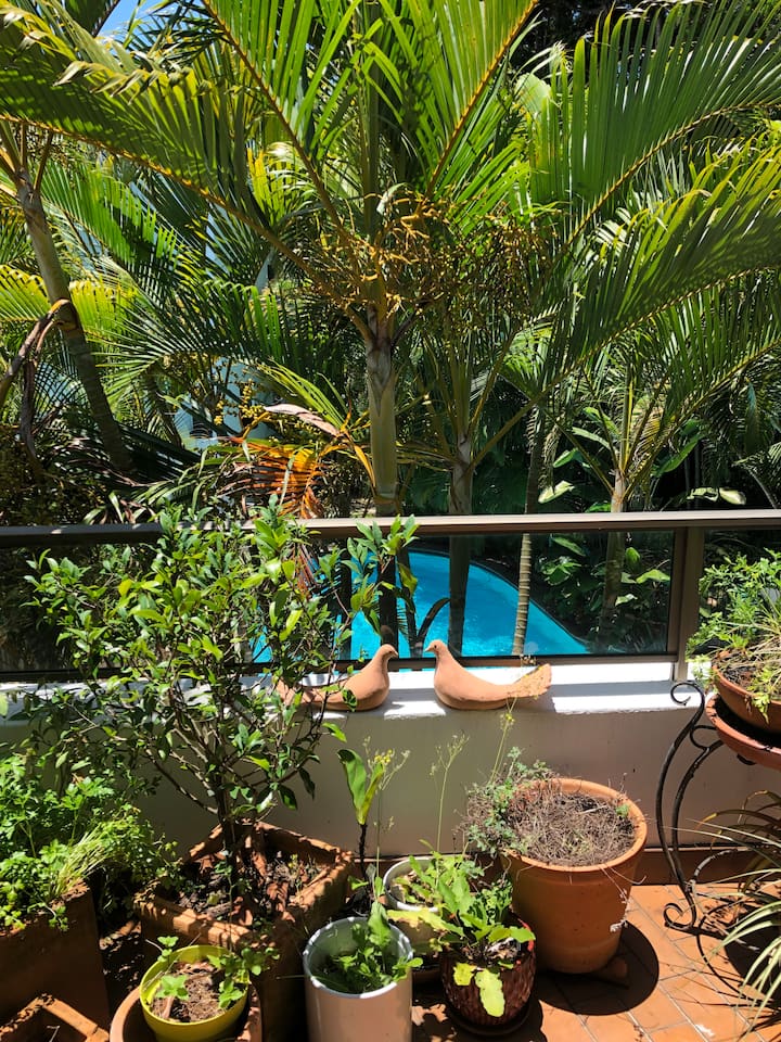 Tree Top Sanctuary - Noosa Heads