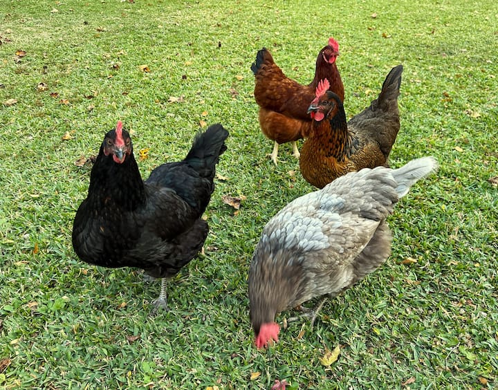 Amenities! Beach/dt 10 Min - Charleston, SC