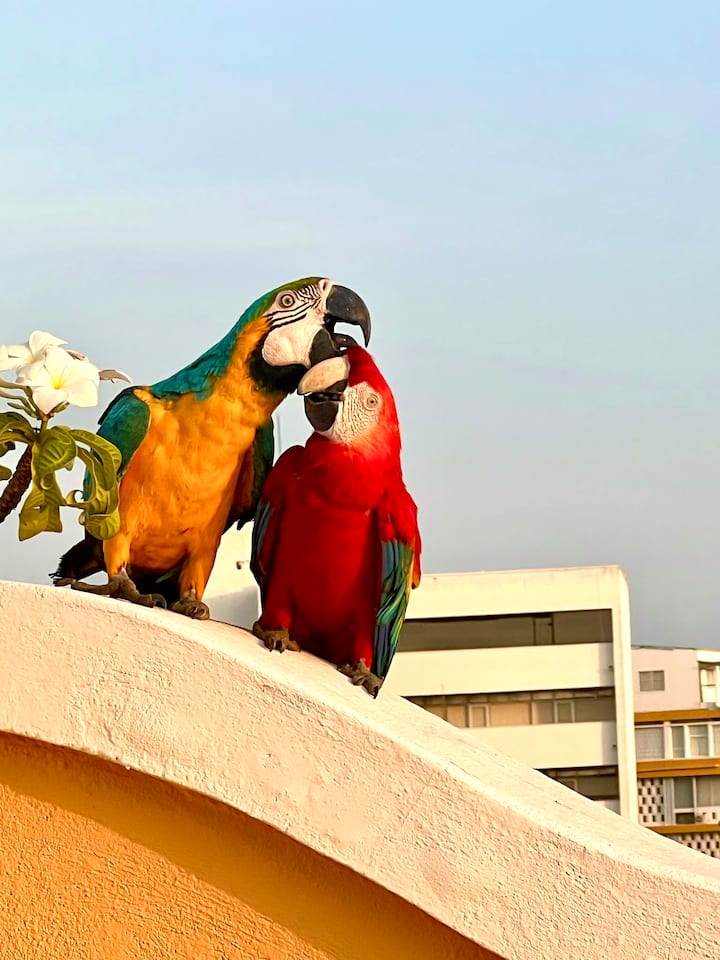 Historique Terrace Apartement Avec Superbe Piscine - Cartagena de Indias