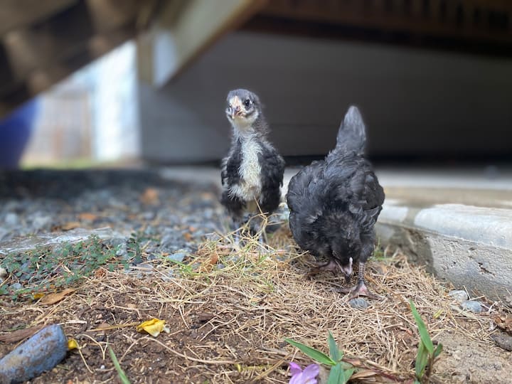 The Chicken Coop - San Antonio
