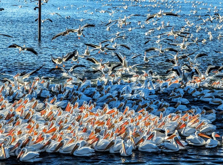 Premier Northshore Lakefront Birdwatching Home - 尼斯