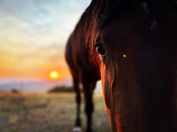 The Bear Den - Emigrant, MT