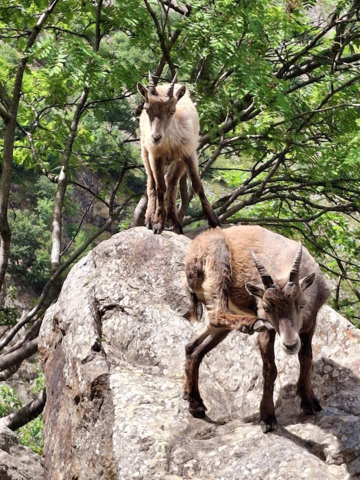 Cà D'margherita Et Heidi Au Coeur De Valdieri - Limone Piemonte