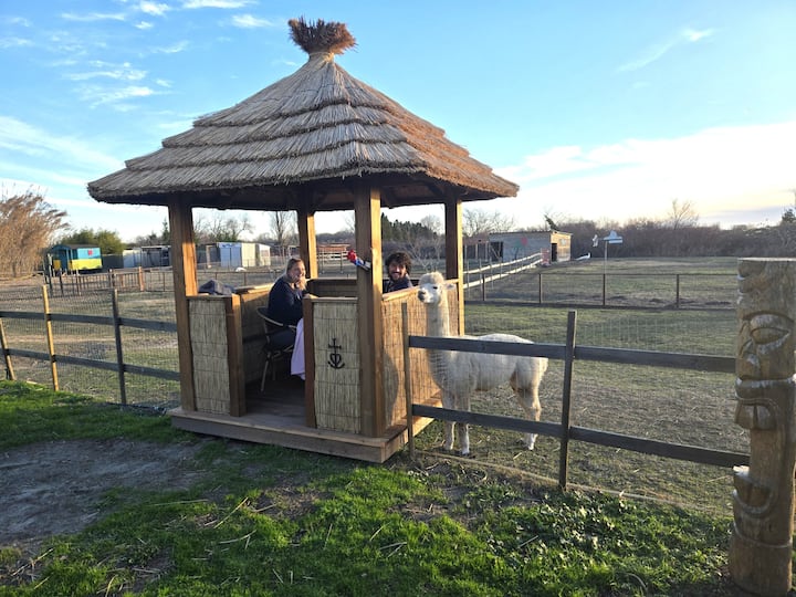 Roulotte Exotique Dans Une Ferme D'alpagas - Camargue