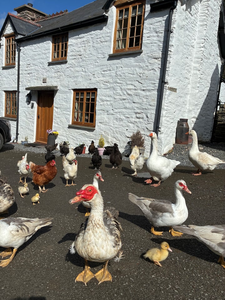 North Wales Farm House, On A Working Farm. - Angleterre