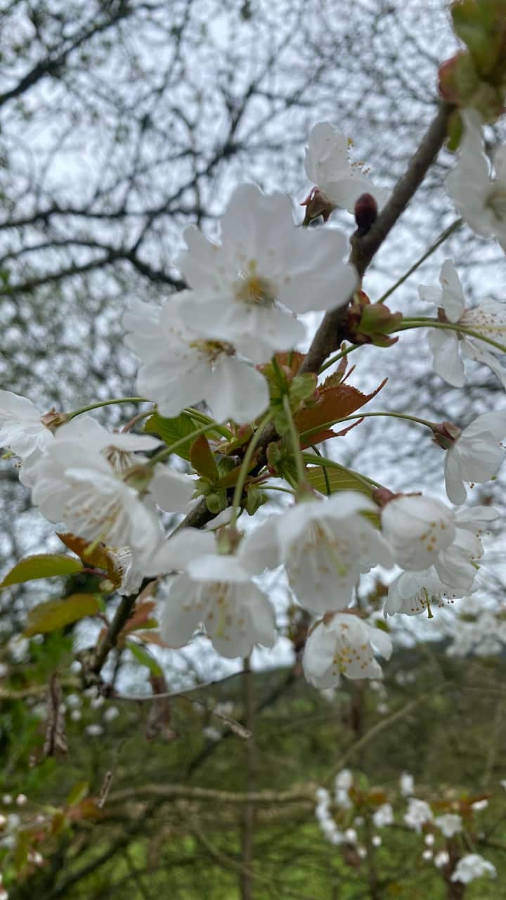 Gîte Roz Avel- Sauna & Séjour Lac De Guerlédan - Lac de Guerlédan