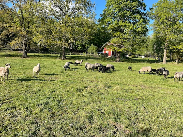En Mysig Stuga Med Egen Brygga Vid Sjön Tjen - Söderköping