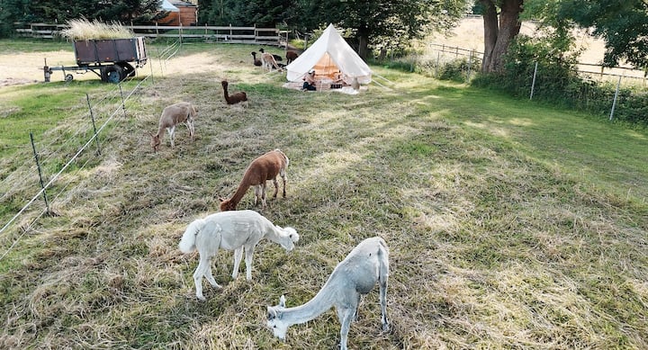 Glamping-abenteuer: ÜBernachtung Mit Alpakas - Hattingen