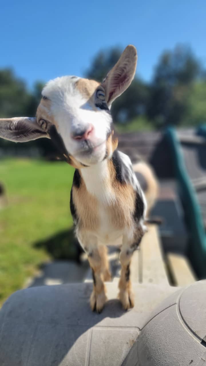 Visit The Beach, Stay At Serenity Farms - Florida