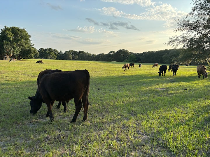 Private Cottage On A Farm - DeLand, FL