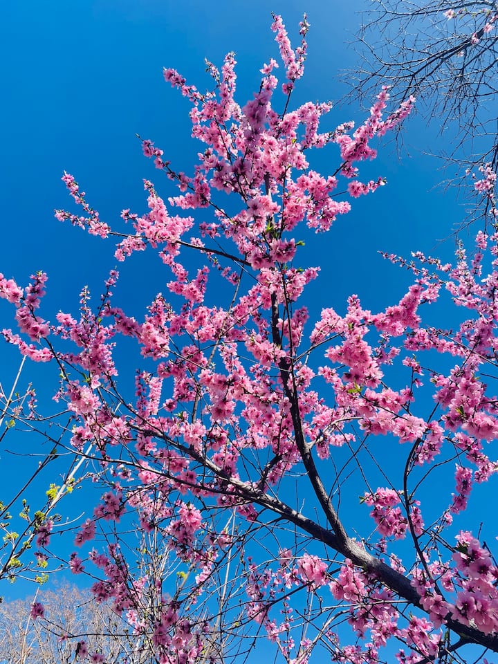 Spring Blossoms. Gorgeous Mt.home. Pets Ok. - Lake Arrowhead, CA