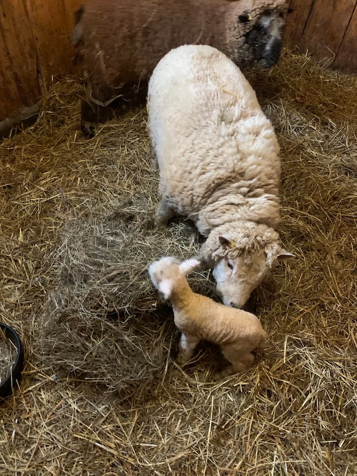 Family-friendly Farm On 10 Acres - Gatineau