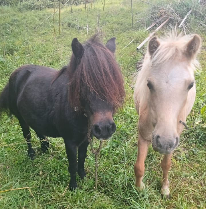 Atas B&b Farm - Lil' Ponies Intikitere, Rotorua - Rotorua