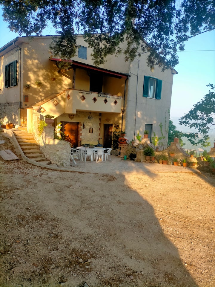 Antico Leccio Orange - Miranda